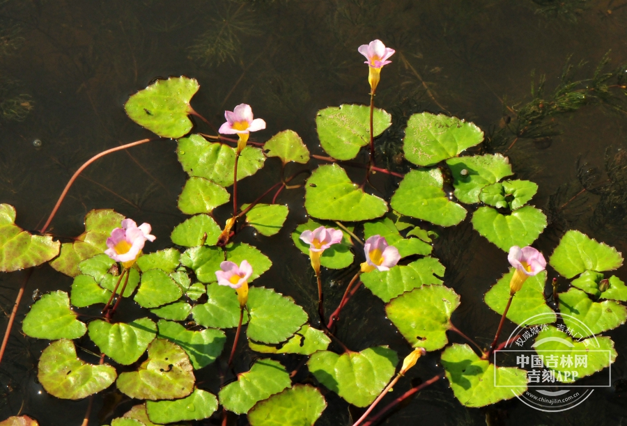 草木吉林｜茶菱-中国吉林网